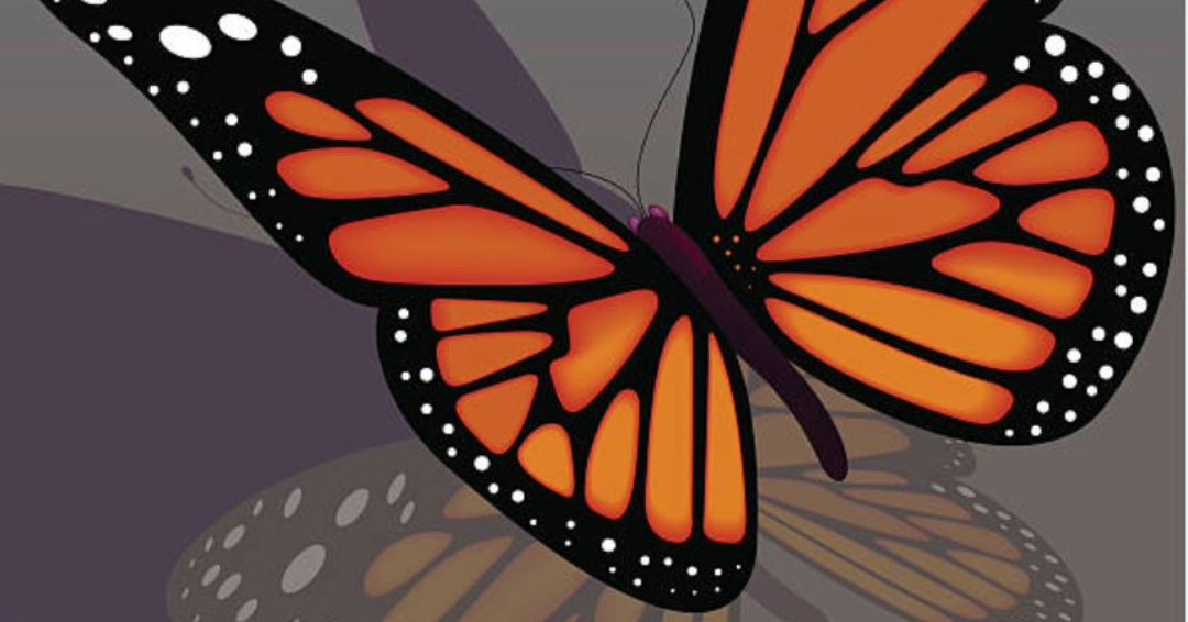 Why do butterflies land on you? | BUTTERFLY KINGDOM