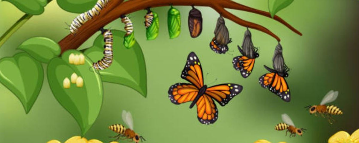 Butterfly Life Cycle