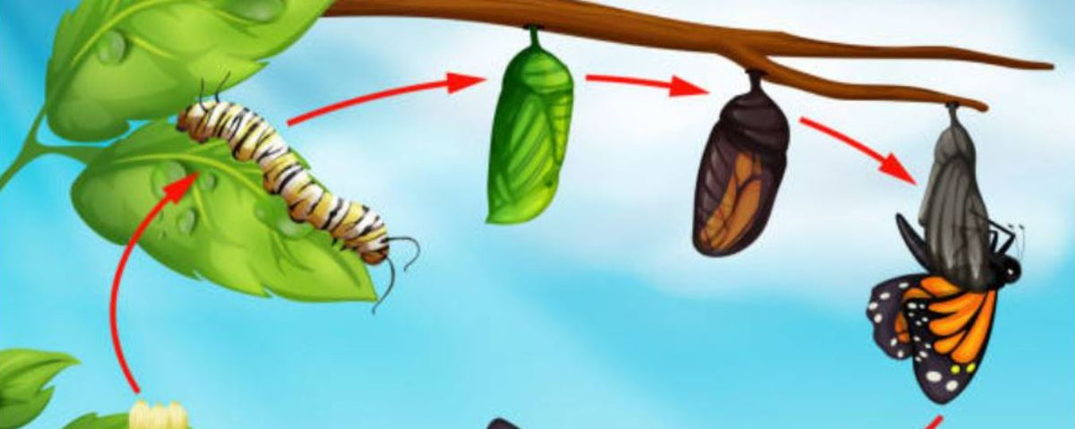 Where do butterflies come from? | BUTTERFLY KINGDOM